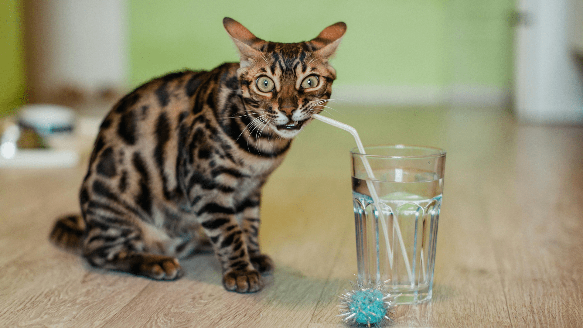 Summer Hydration Tips for Cats Who Refuse to Drink – Kika USA ...